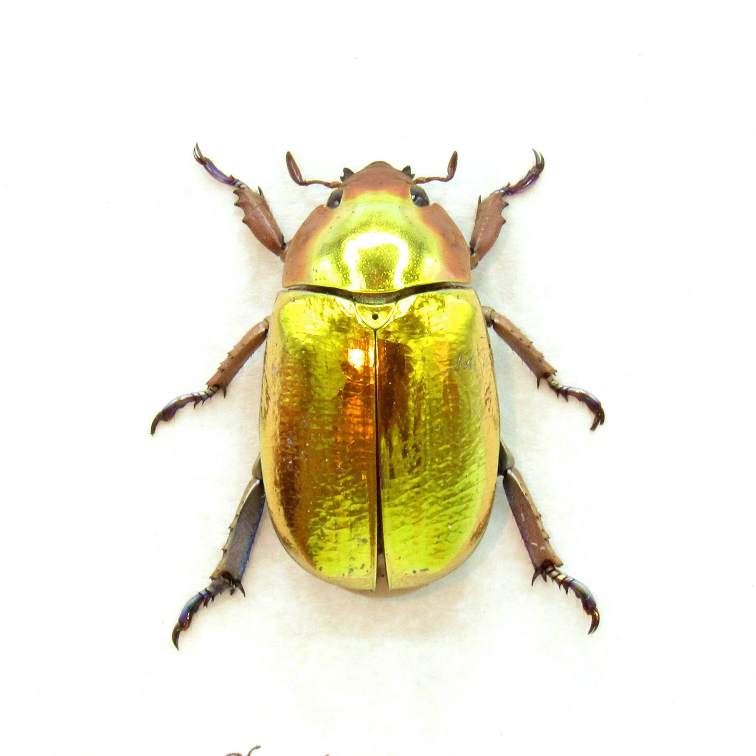 Escarabajos De Colores En California Escarabajos, Pintura Por Benilde